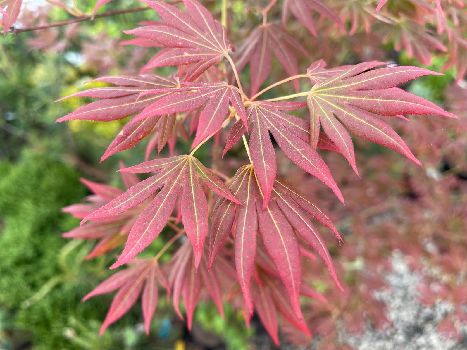 Buy Acer palmatum 'Spring Plum' Japanese Maple — Mr Maple │ Buy ...