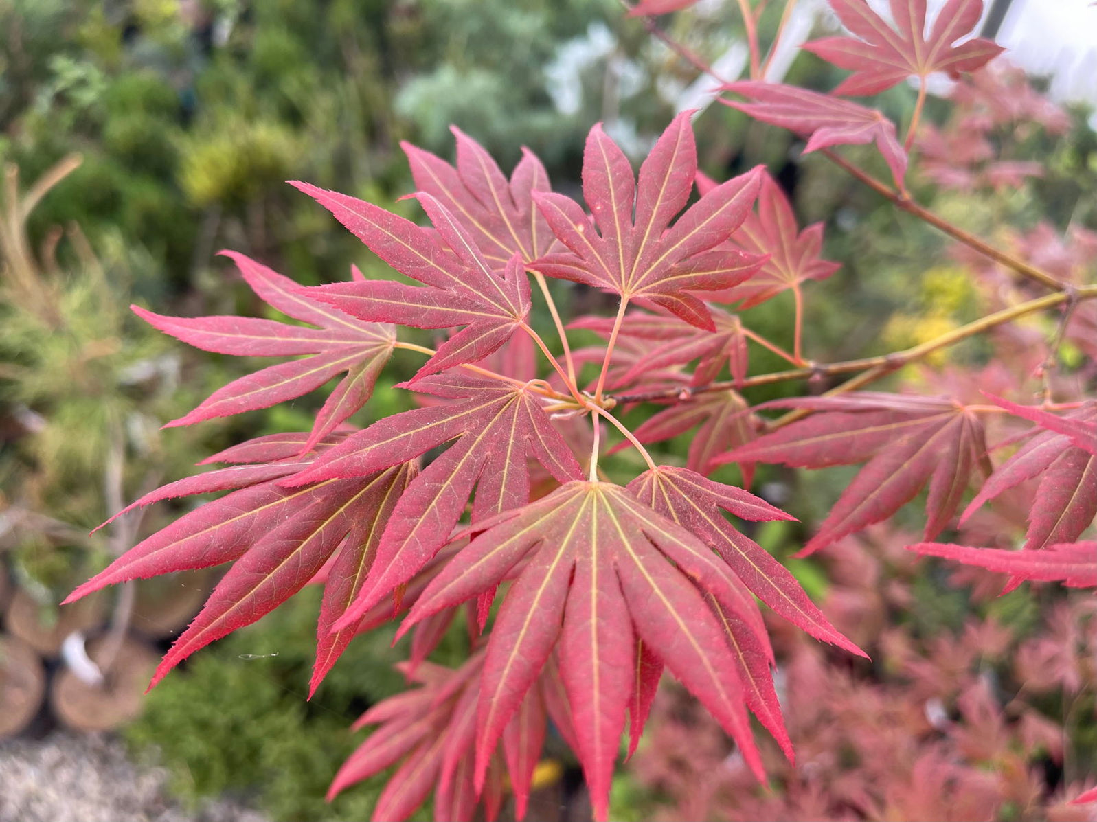 Buy Acer palmatum 'Spring Plum' Japanese Maple — Mr Maple │ Buy ...