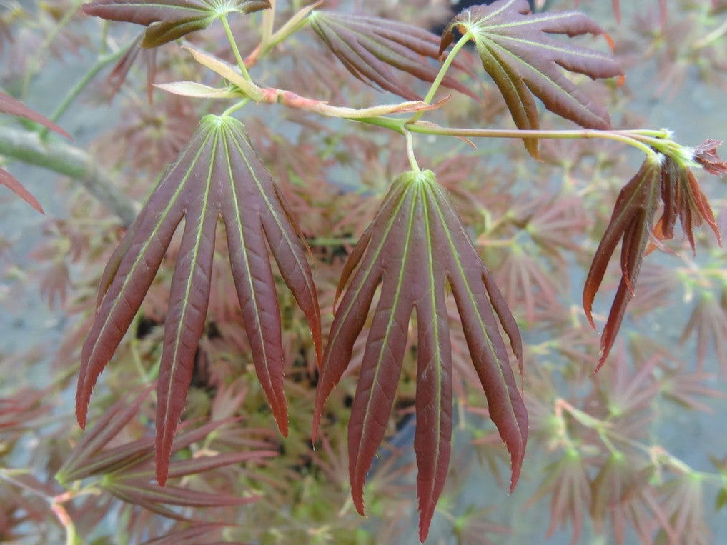 Buy Acer palmatum 'Spring Plum' Japanese Maple — Mr Maple │ Buy ...