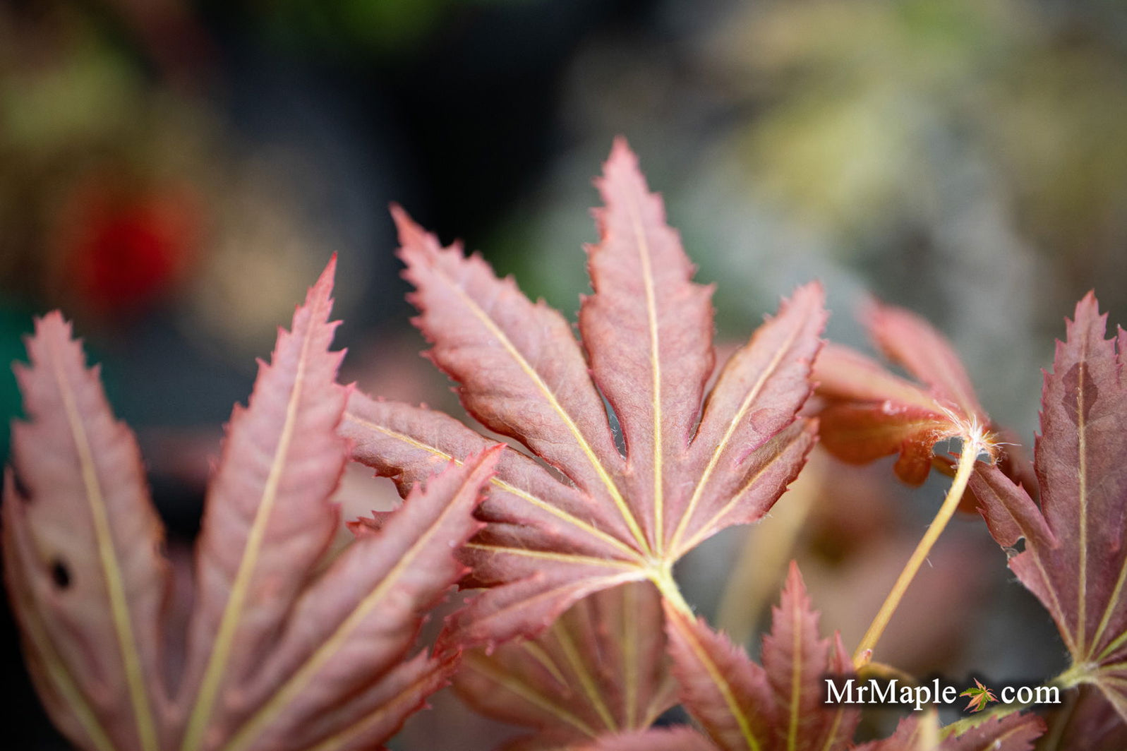 Buy Acer palmatum 'Spring Plum' Japanese Maple — Mr Maple │ Buy ...