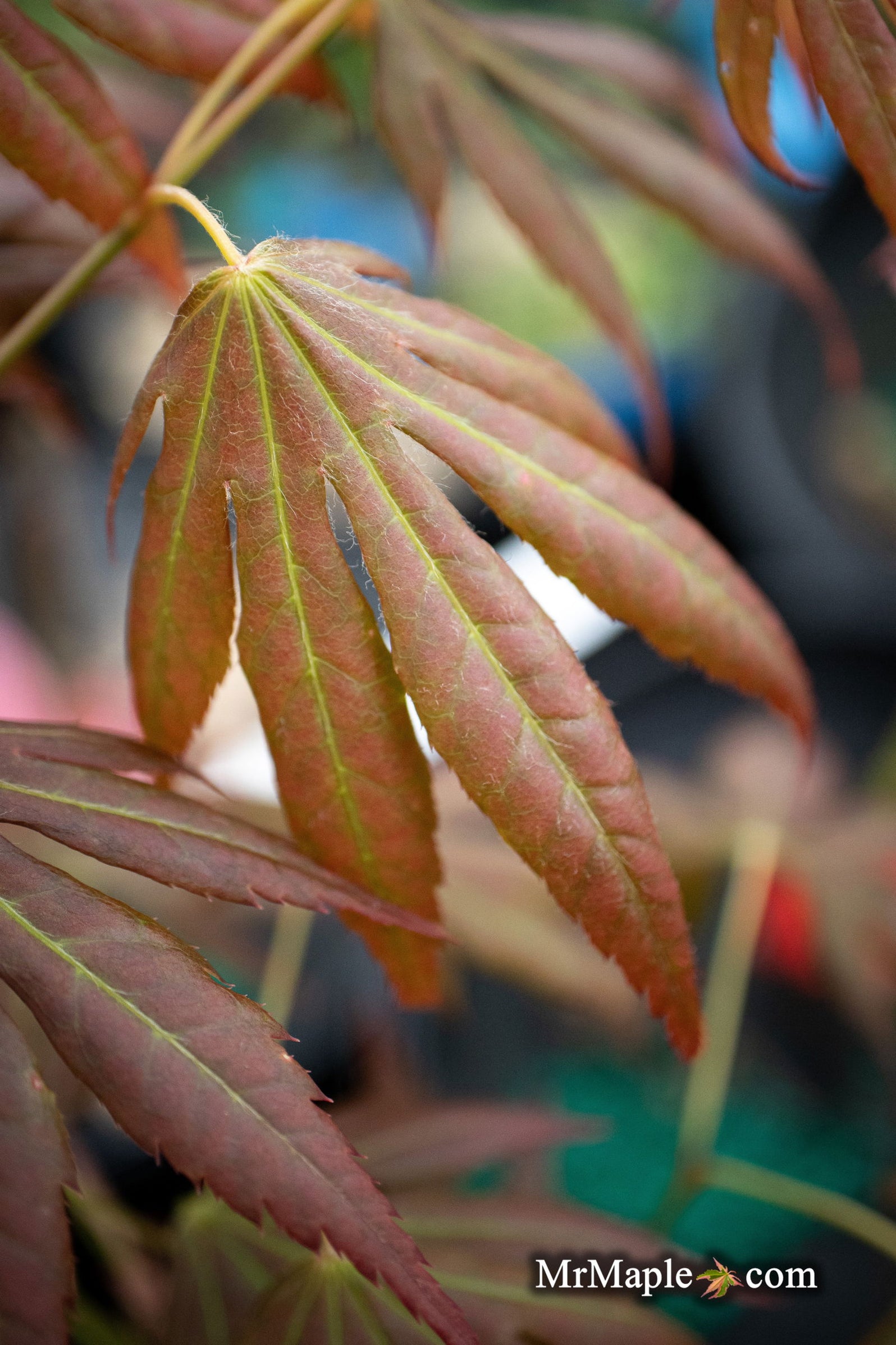 Buy Acer palmatum 'Spring Plum' Japanese Maple — Mr Maple │ Buy ...