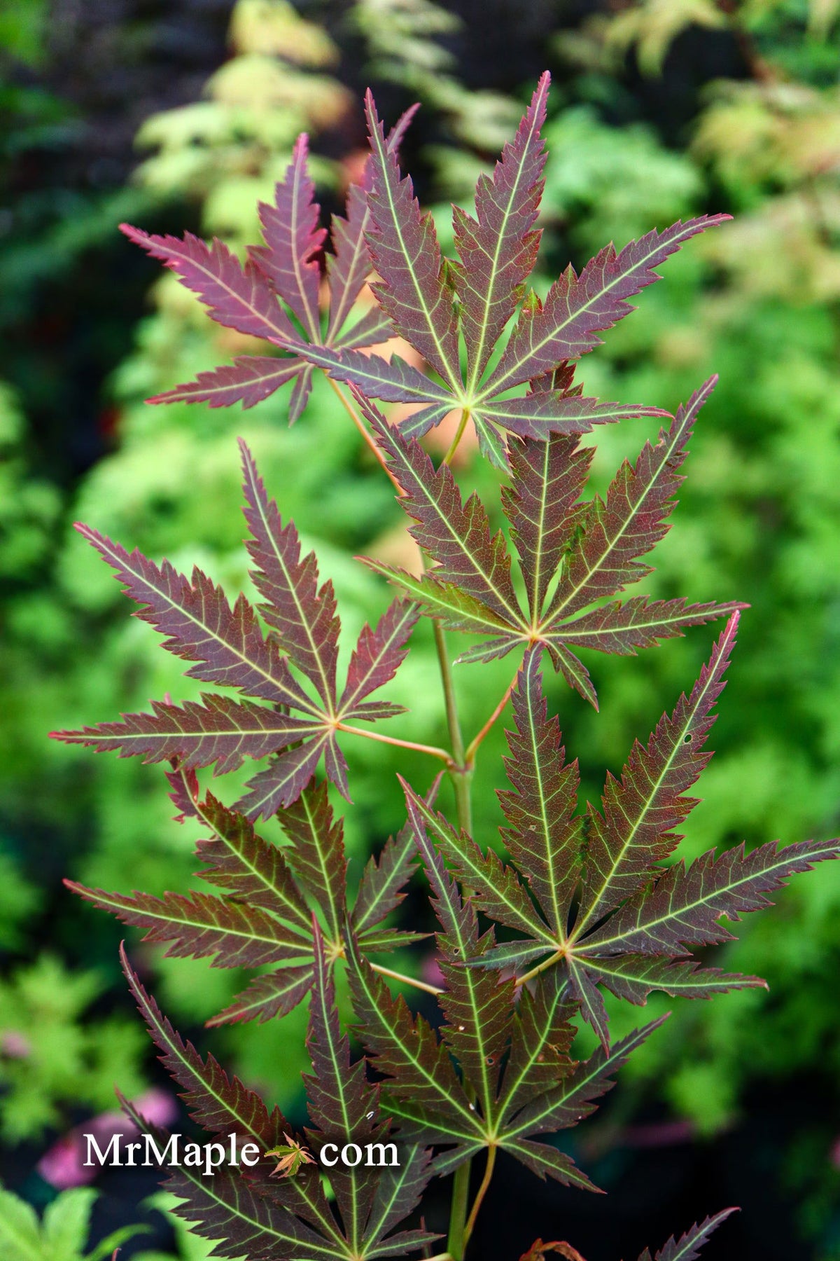 Buy Acer palmatum 'St. Jean' Japanese Maple — Mr Maple │ Buy Japanese ...