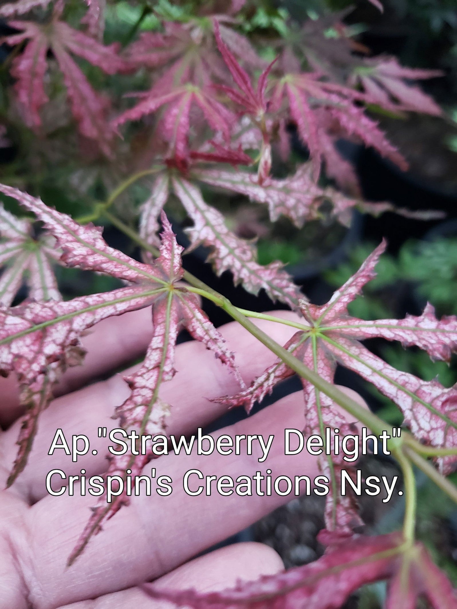 Buy Acer palmatum 'Strawberry Delight' Japanese Maple — Mr Maple │ Buy ...
