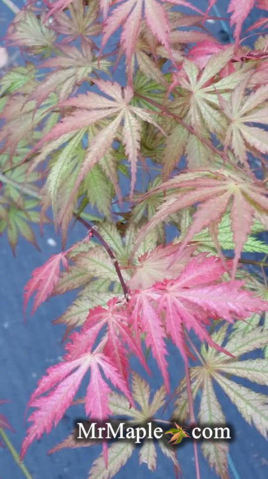 Buy Acer palmatum 'Strawberry Fields' Japanese Maple — Mr Maple │ Buy ...