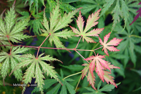 Buy Acer palmatum 'Strawberry Fields' Japanese Maple — Mr Maple │ Buy ...