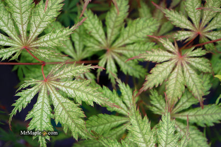 Buy Acer palmatum 'Strawberry Fields' Japanese Maple — Mr Maple │ Buy ...