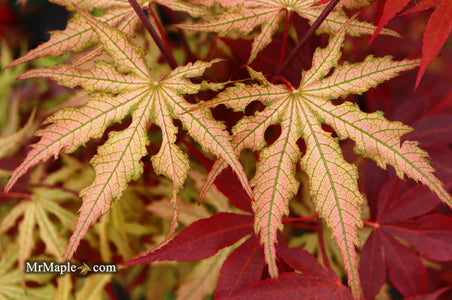 Buy Acer palmatum 'Strawberry Fields' Japanese Maple — Mr Maple │ Buy ...