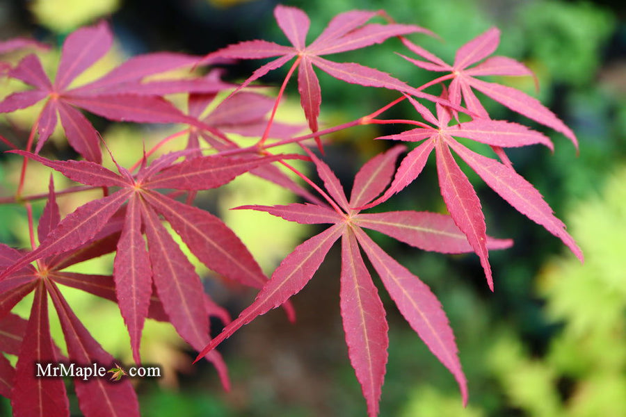 Buy Acer palmatum 'Suminagashi' Japanese Maple — Mr Maple │ Buy ...
