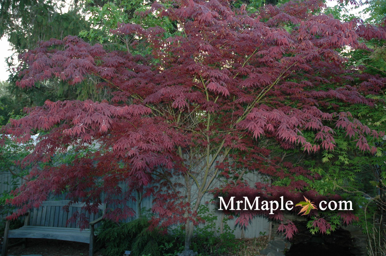 Buy Acer palmatum 'Suminagashi' Japanese Maple — Mr Maple │ Buy ...