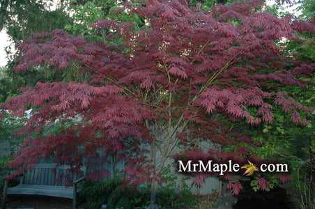 Buy Acer palmatum 'Suminagashi' Japanese Maple — Mr Maple │ Buy ...