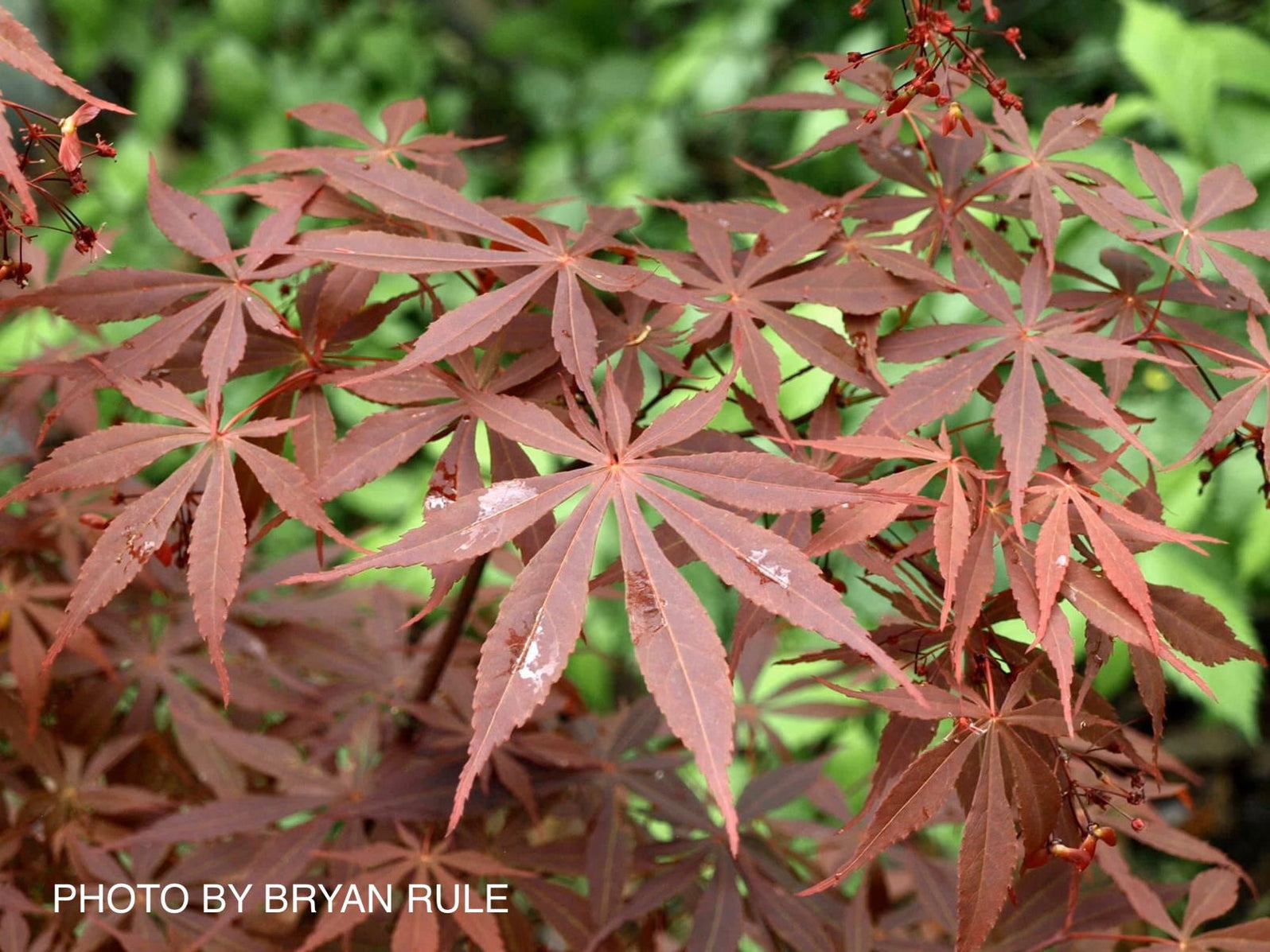 Buy Acer palmatum 'Suminagashi' Japanese Maple — Mr Maple │ Buy ...