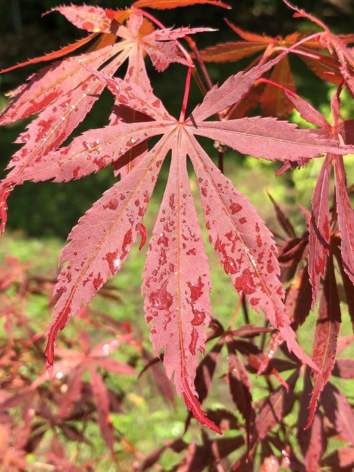 Buy Acer palmatum 'Suminagashi' Japanese Maple — Mr Maple │ Buy ...