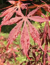 Buy Acer palmatum 'Suminagashi' Japanese Maple — Mr Maple │ Buy ...