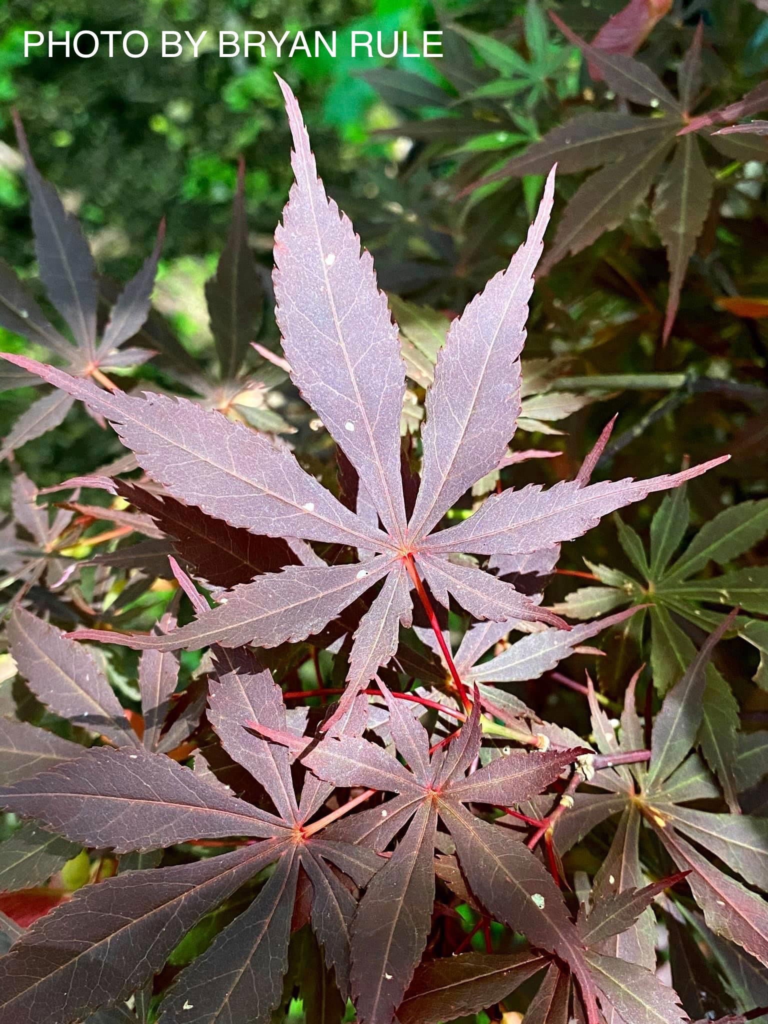 Buy Acer palmatum 'Suminagashi' Japanese Maple — Mr Maple │ Buy ...