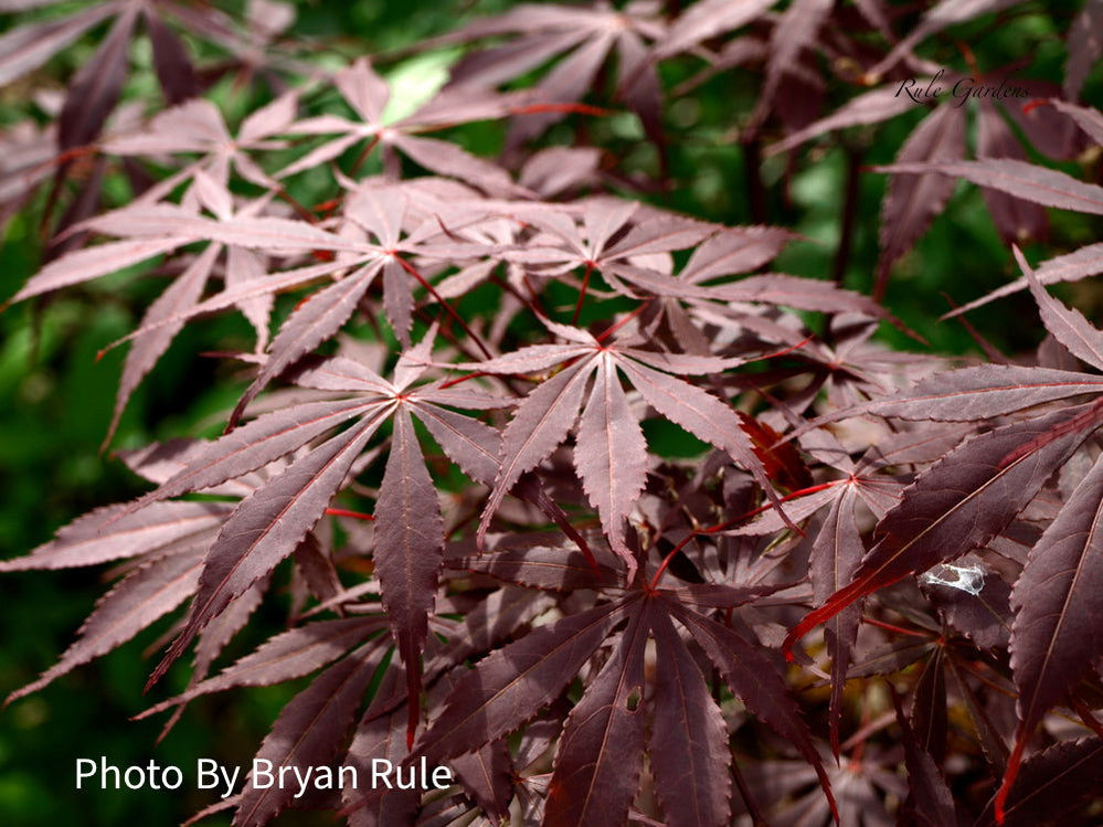 Buy Acer palmatum 'Suminagashi' Japanese Maple — Mr Maple │ Buy ...