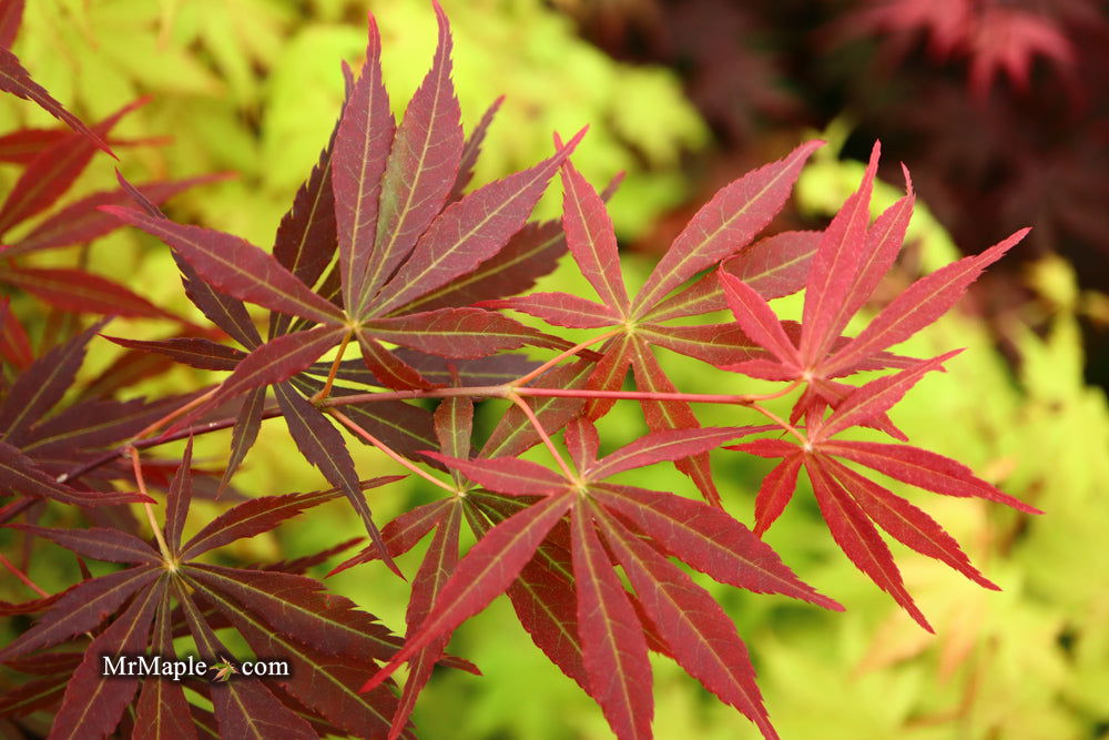 Buy Acer palmatum 'Suminagashi' Japanese Maple — Mr Maple │ Buy ...