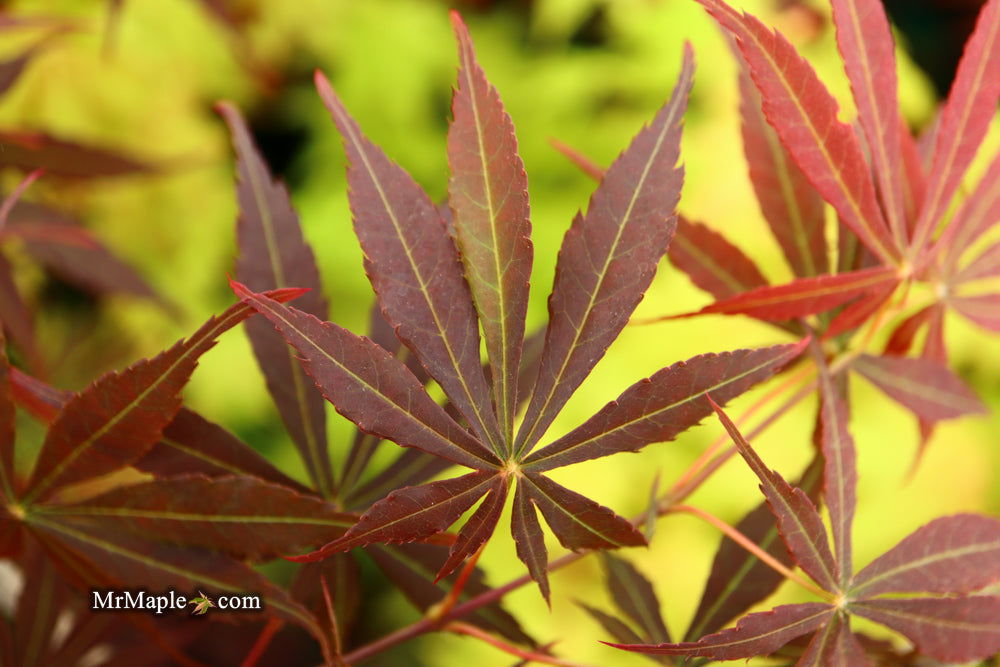 Buy Acer palmatum 'Suminagashi' Japanese Maple — Mr Maple │ Buy ...