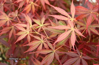 Buy Acer palmatum 'Suminagashi' Japanese Maple — Mr Maple │ Buy ...
