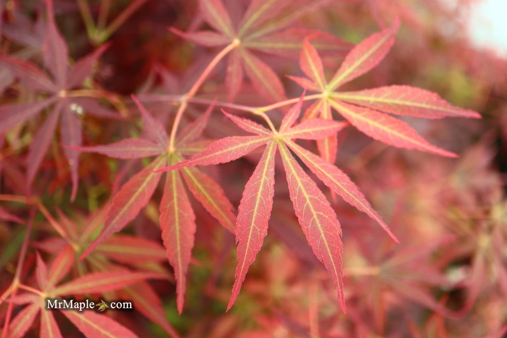 Buy Acer palmatum 'Suminagashi' Japanese Maple — Mr Maple │ Buy ...