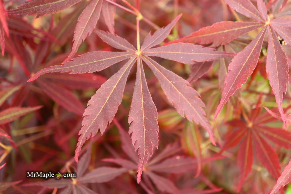 Buy Acer palmatum 'Suminagashi' Japanese Maple — Mr Maple │ Buy ...