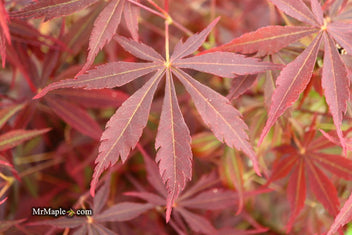 Buy Acer palmatum 'Suminagashi' Japanese Maple — Mr Maple │ Buy ...