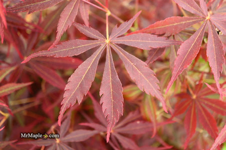 Buy Acer palmatum 'Suminagashi' Japanese Maple — Mr Maple │ Buy ...