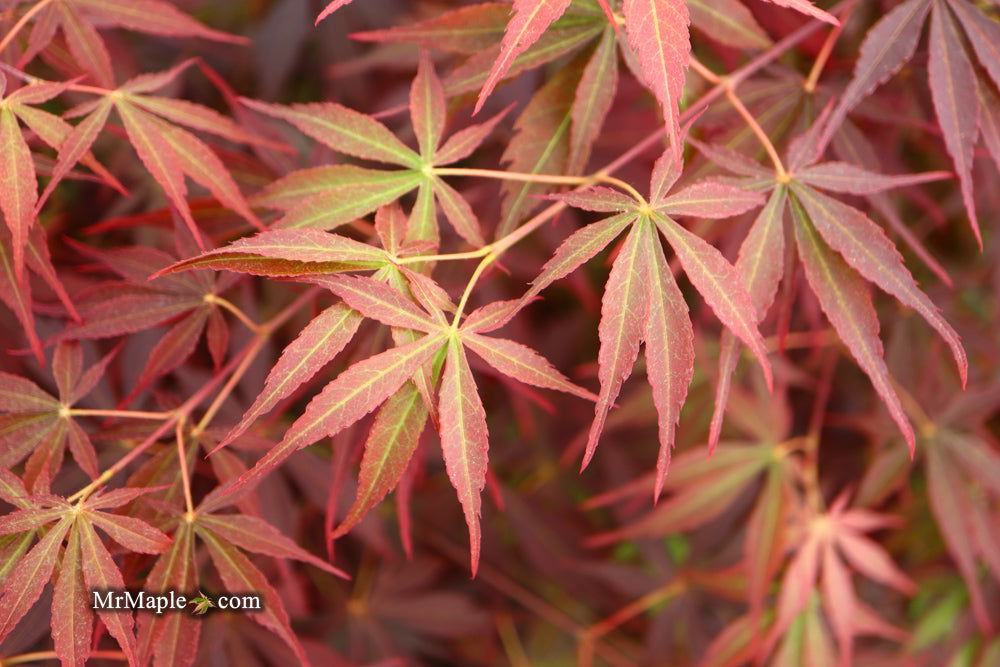 Buy Acer palmatum 'Suminagashi' Japanese Maple — Mr Maple │ Buy ...