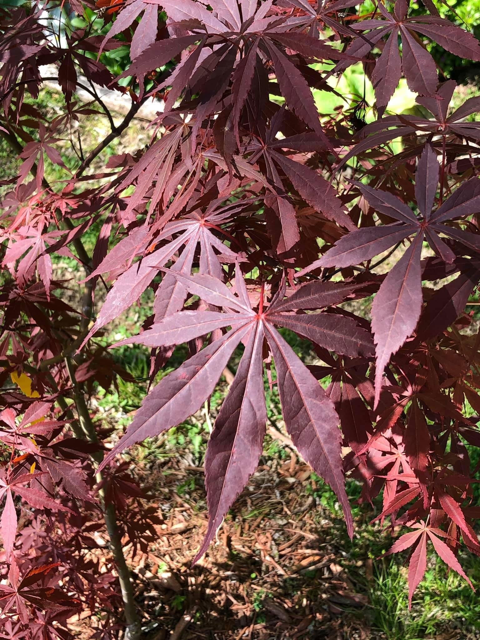 Buy Acer palmatum 'Suminagashi' Japanese Maple — Mr Maple │ Buy ...