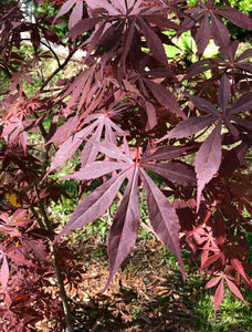 Buy Acer palmatum 'Suminagashi' Japanese Maple — Mr Maple │ Buy ...