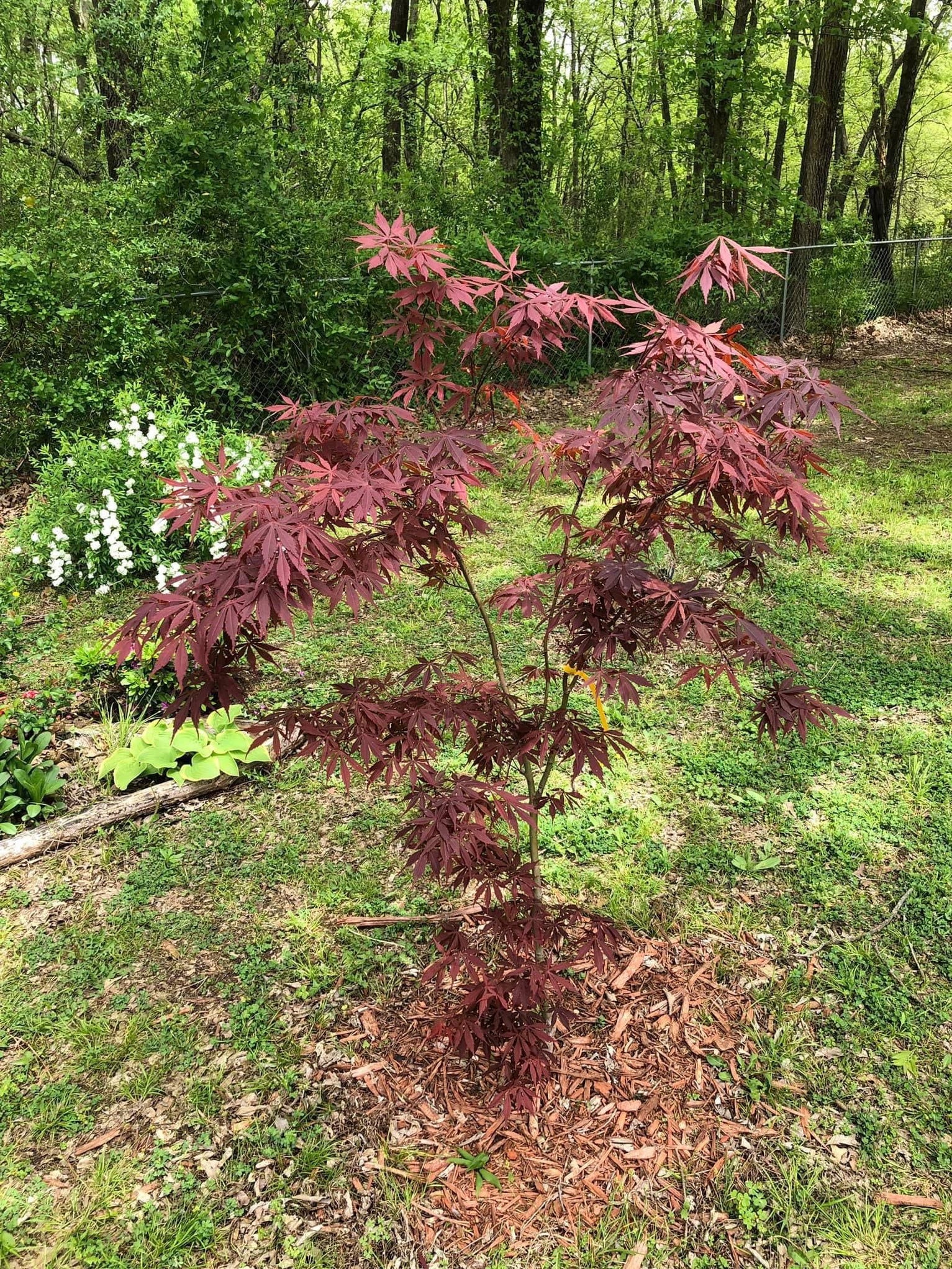 Buy Acer palmatum 'Suminagashi' Japanese Maple — Mr Maple │ Buy ...