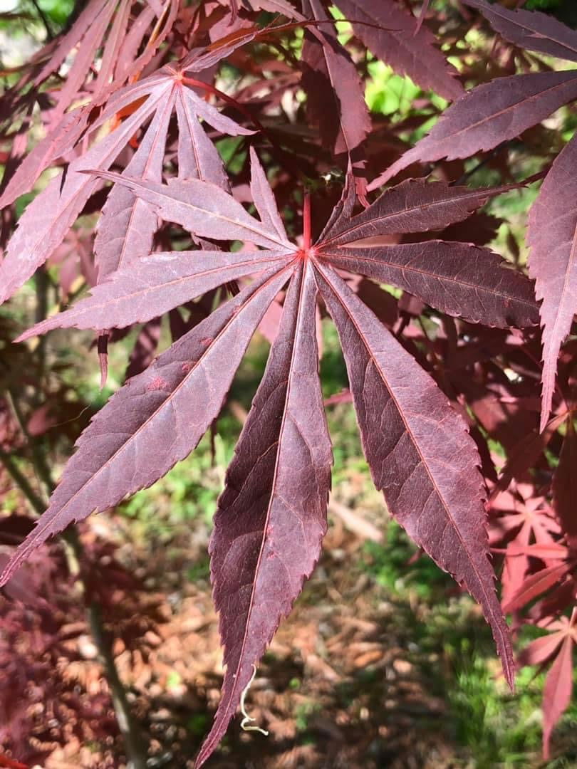 Buy Acer palmatum 'Suminagashi' Japanese Maple — Mr Maple │ Buy ...