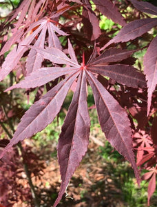Buy Acer palmatum 'Suminagashi' Japanese Maple — Mr Maple │ Buy ...