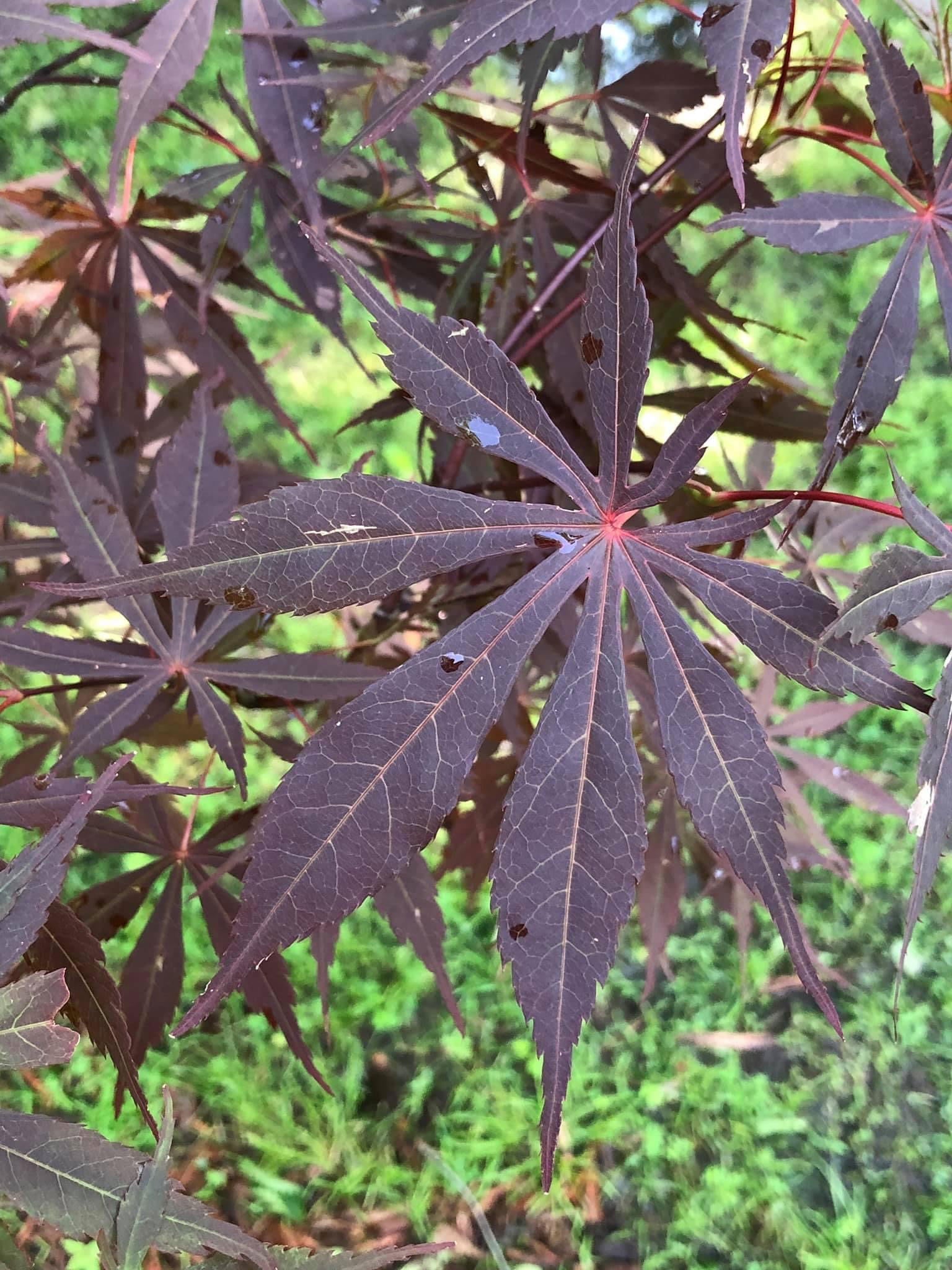 Buy Acer palmatum 'Suminagashi' Japanese Maple — Mr Maple │ Buy ...