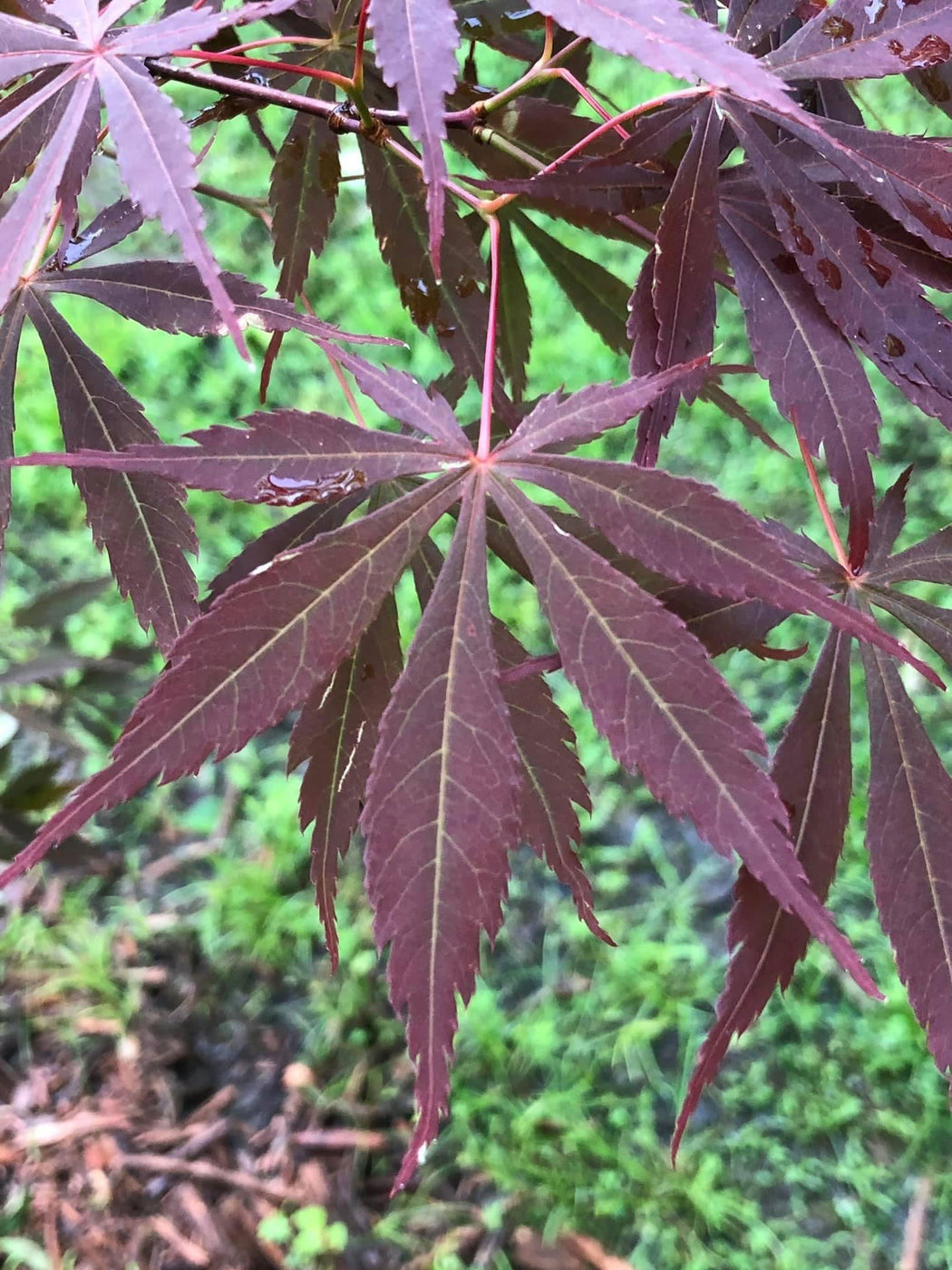 Buy Acer palmatum 'Suminagashi' Japanese Maple — Mr Maple │ Buy ...