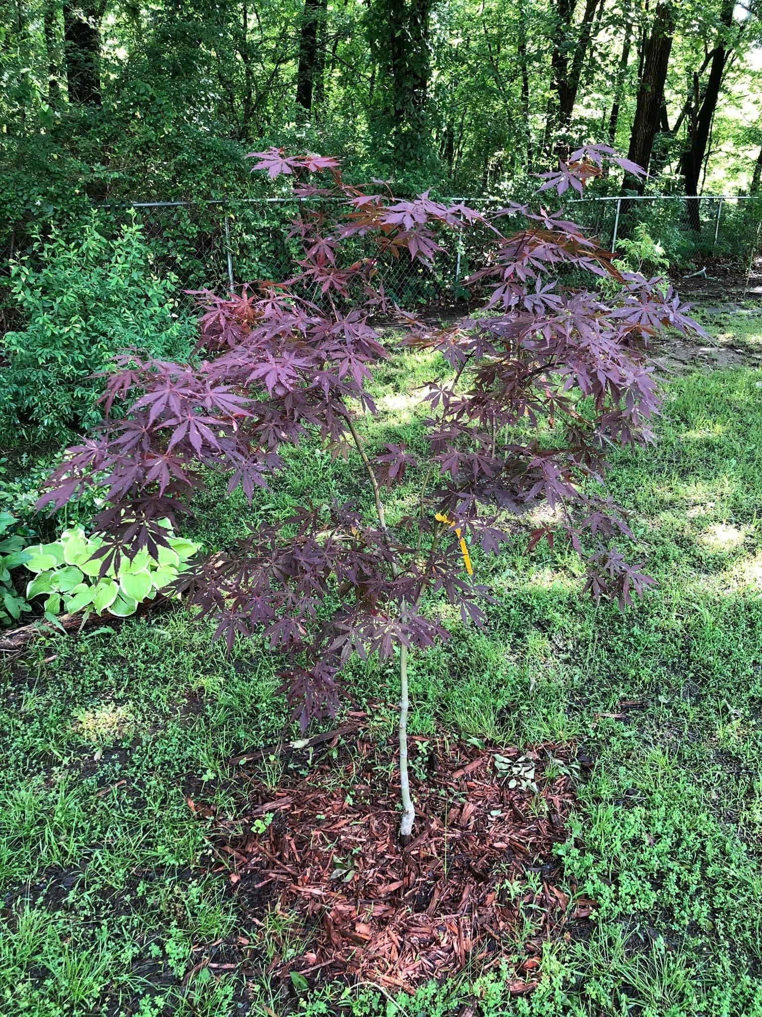 Buy Acer palmatum 'Suminagashi' Japanese Maple — Mr Maple │ Buy ...
