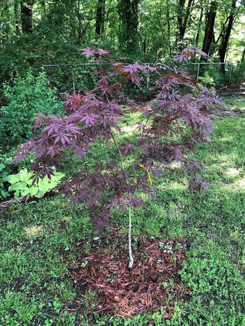 Buy Acer palmatum 'Suminagashi' Japanese Maple — Mr Maple │ Buy ...