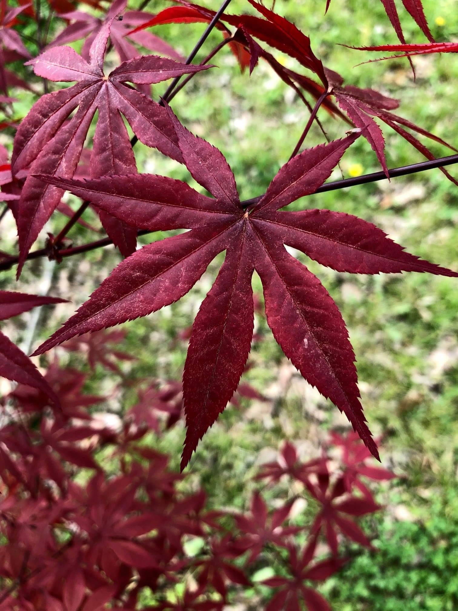 Buy Acer palmatum 'Suminagashi' Japanese Maple — Mr Maple │ Buy ...