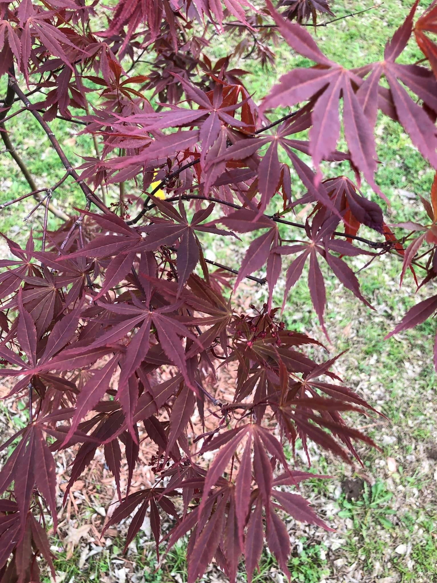 Buy Acer palmatum 'Suminagashi' Japanese Maple — Mr Maple │ Buy ...