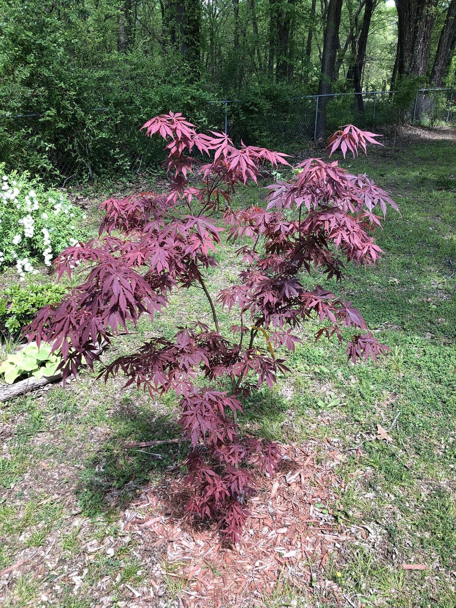 Buy Acer palmatum 'Suminagashi' Japanese Maple — Mr Maple │ Buy ...