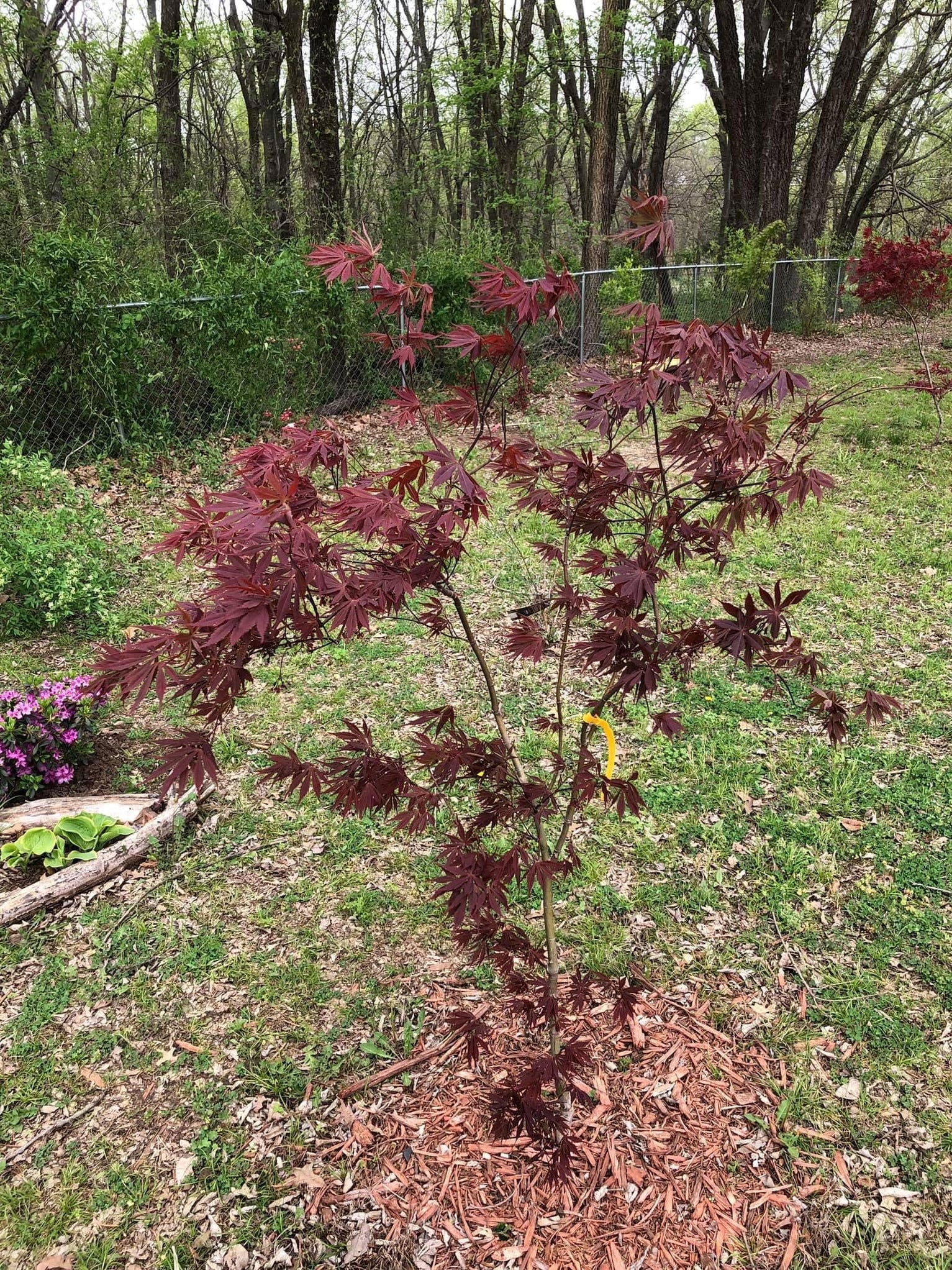 Buy Acer palmatum 'Suminagashi' Japanese Maple — Mr Maple │ Buy ...