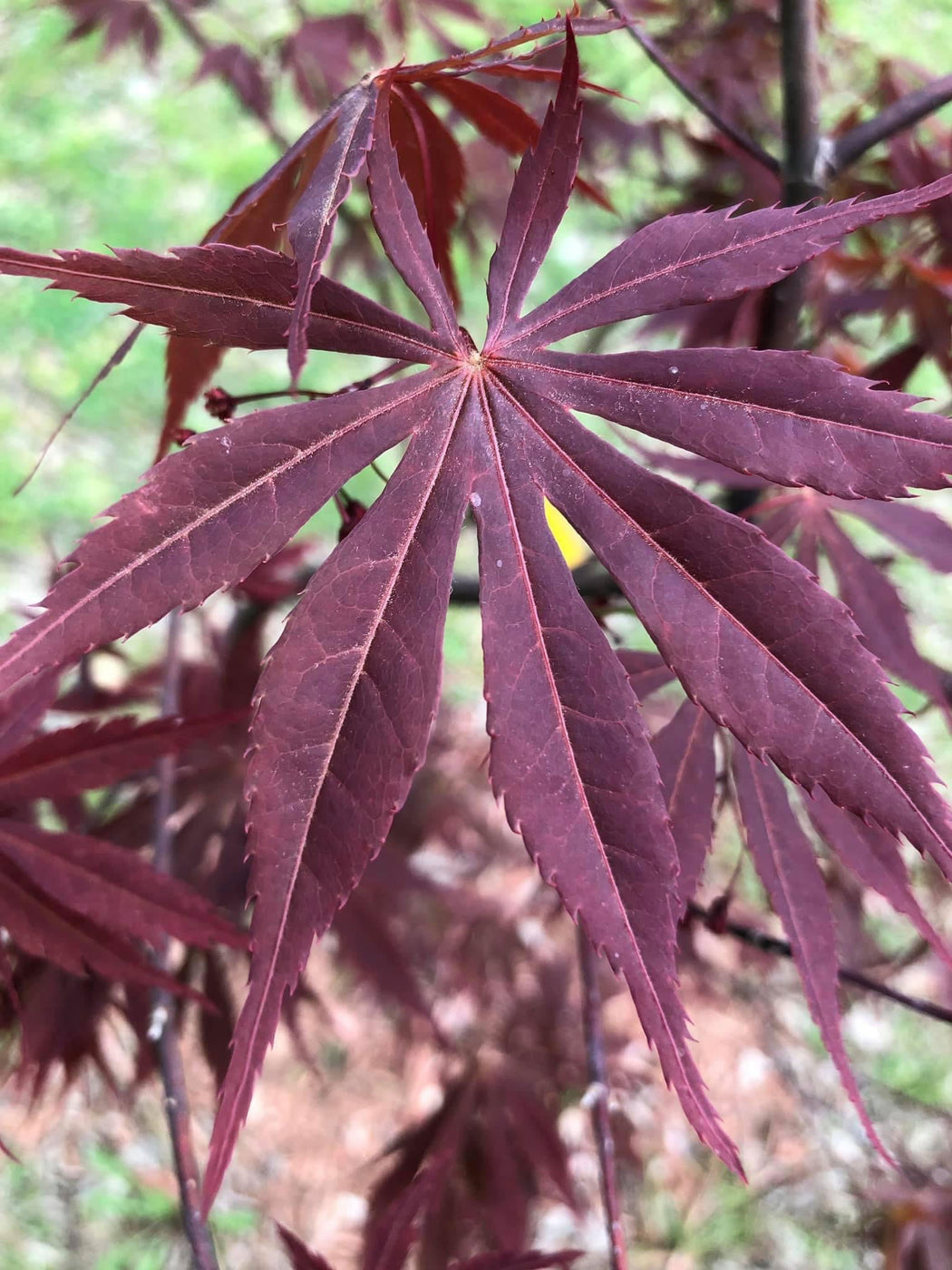 Buy Acer palmatum 'Suminagashi' Japanese Maple — Mr Maple │ Buy ...