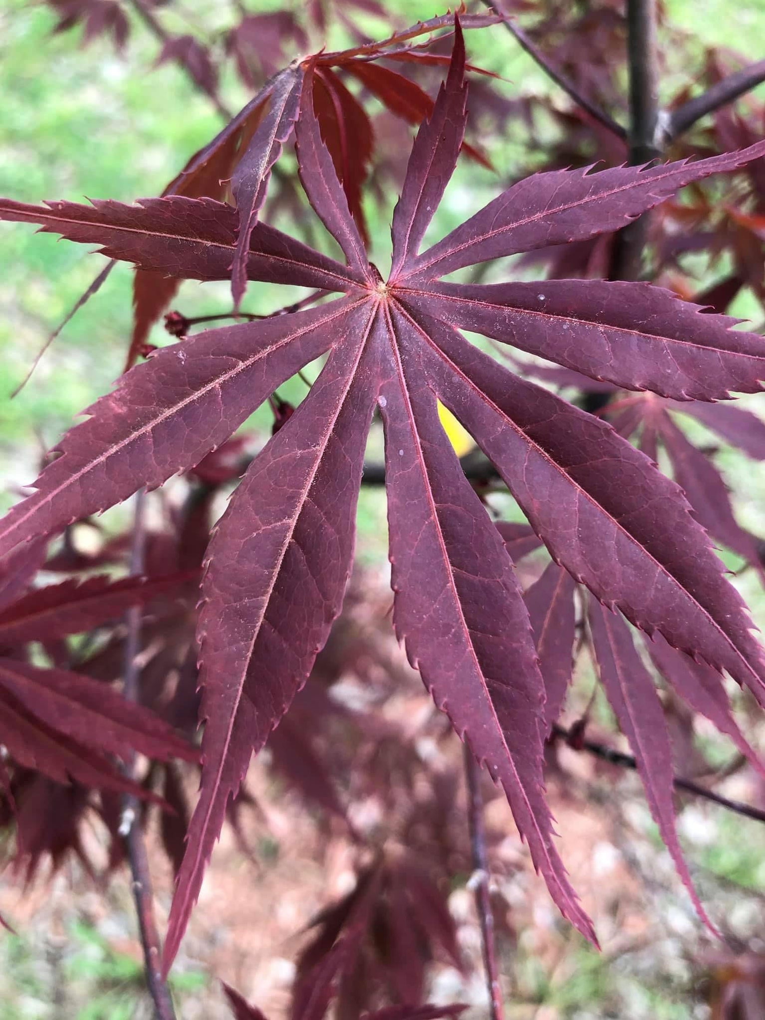 Buy Acer palmatum 'Suminagashi' Japanese Maple — Mr Maple │ Buy Japanese Maple Trees
