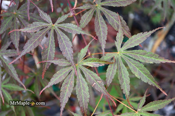 Buy Acer palmatum 'Suminagashi' Japanese Maple — Mr Maple │ Buy ...