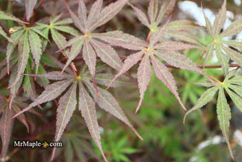 Buy Acer palmatum 'Suminagashi' Japanese Maple — Mr Maple │ Buy ...