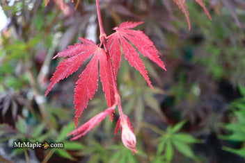 Buy Acer palmatum 'Suminagashi' Japanese Maple — Mr Maple │ Buy ...