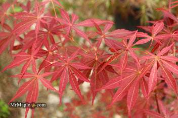 Buy Acer palmatum 'Suminagashi' Japanese Maple — Mr Maple │ Buy ...