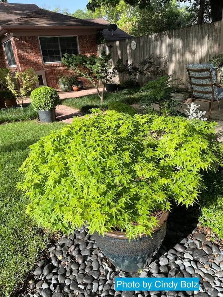 Buy Acer palmatum 'Tama Hime' Rare Japanese Maple — Mr Maple │ Buy ...