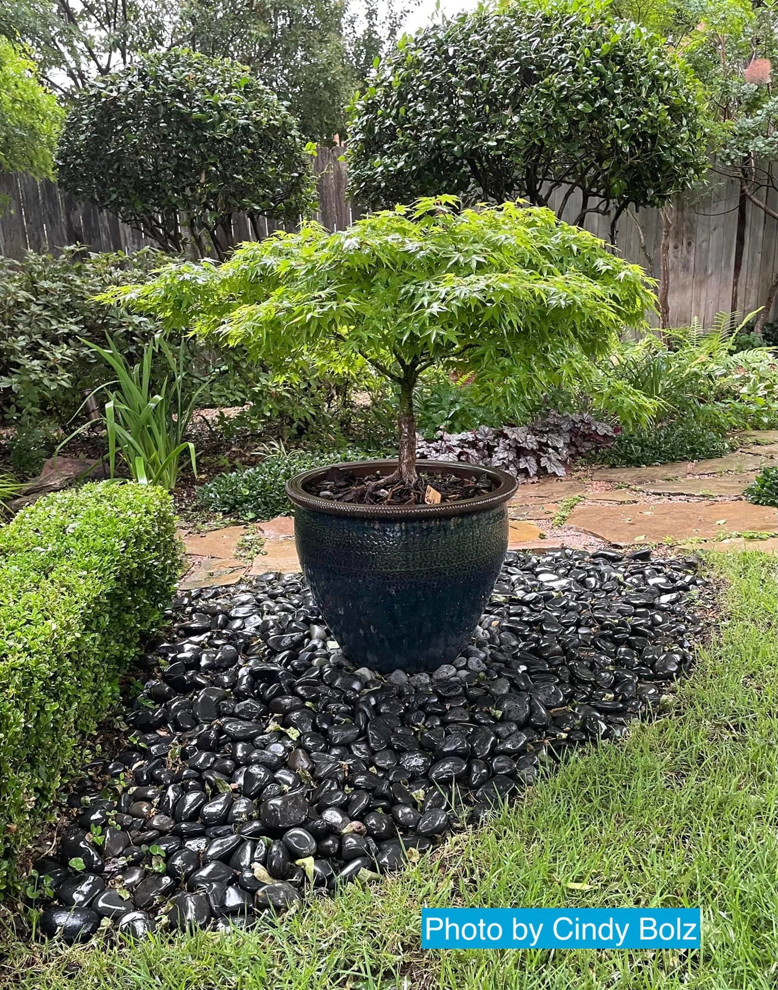 Buy Acer palmatum 'Tama Hime' Rare Japanese Maple — Mr Maple │ Buy ...