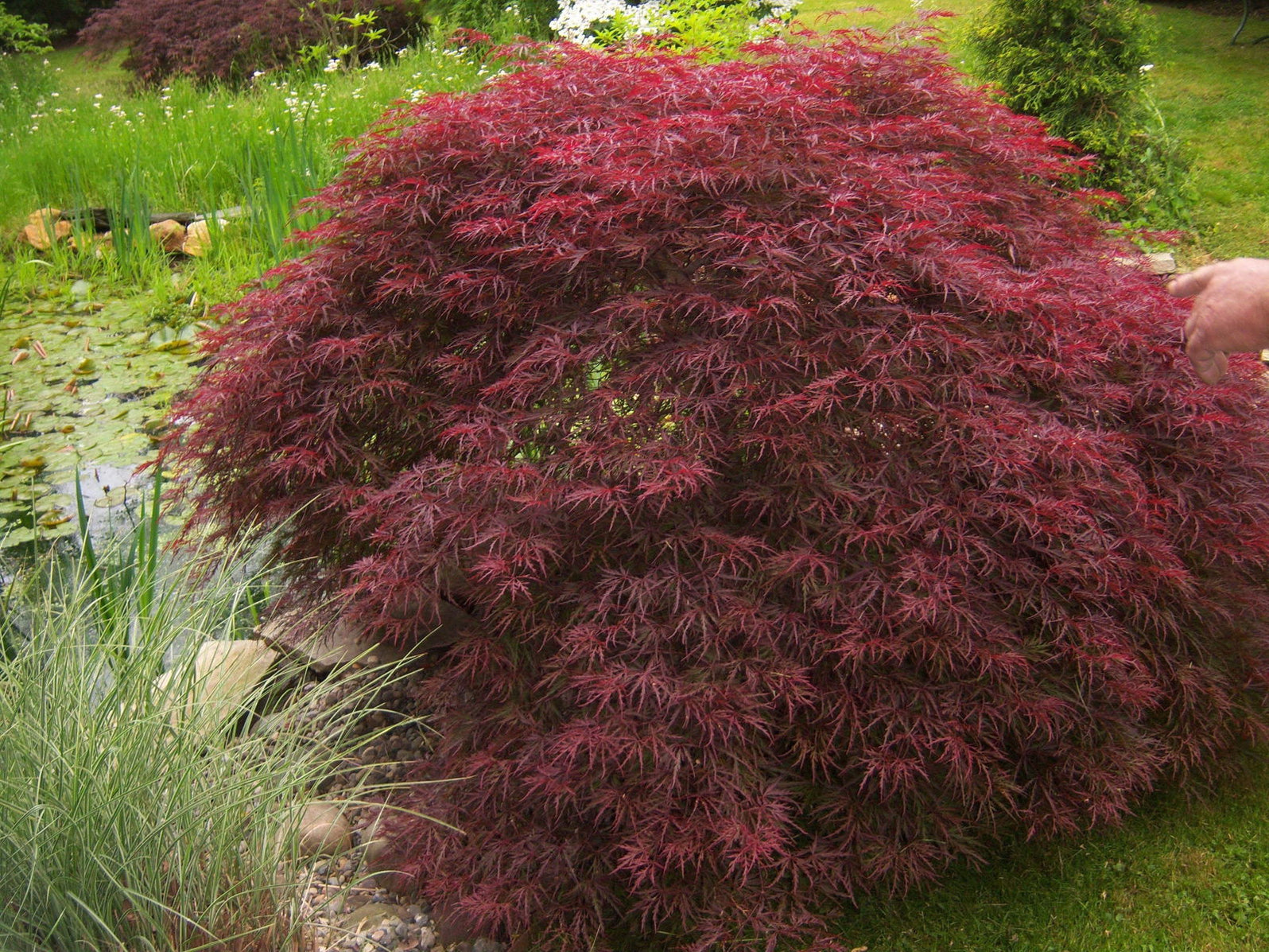 Buy Acer palmatum dissectum 'Tamukeyama' Weeping Red Japanese Maple ...