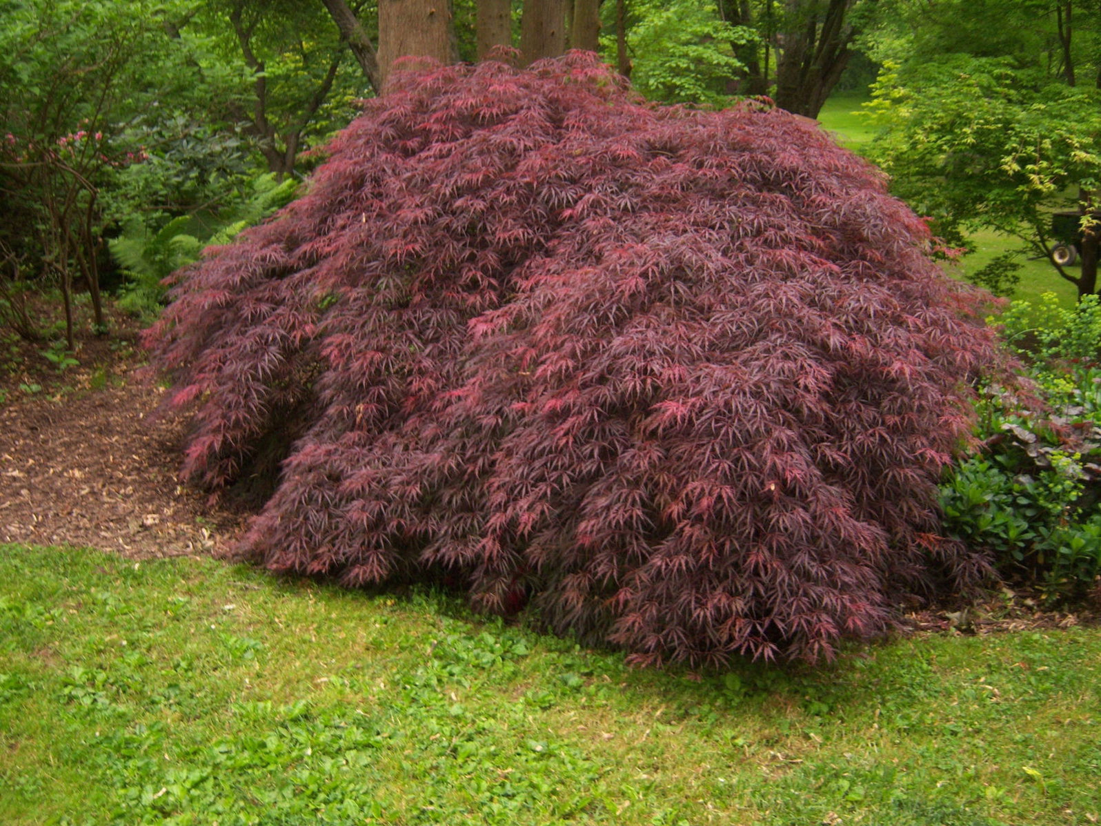 Buy Acer palmatum dissectum 'Tamukeyama' Weeping Red Japanese Maple ...